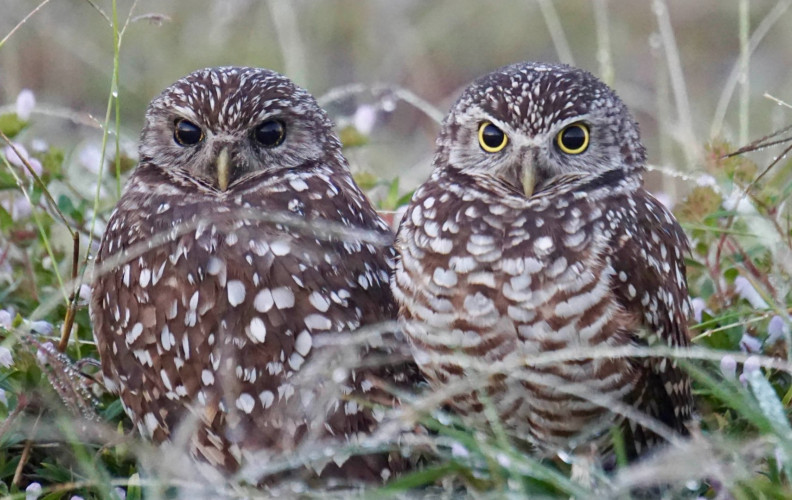 Sharing Our Neighborhood With Owls: How Cape Coral’s Community is ...